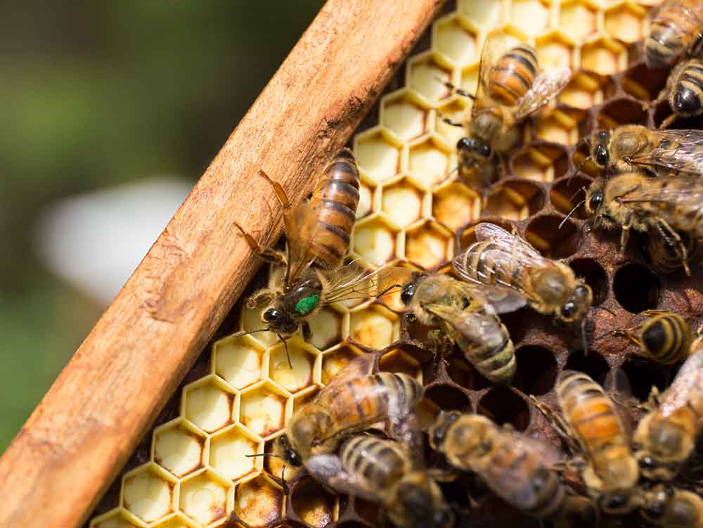 Managing Honey Bees to Manage Swarming - UF/IFAS Extension Manatee County