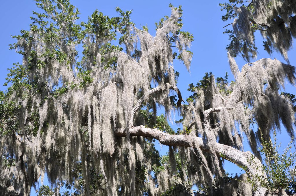 Florida's Fab Five: Plants - UF/IFAS Extension Manatee County
