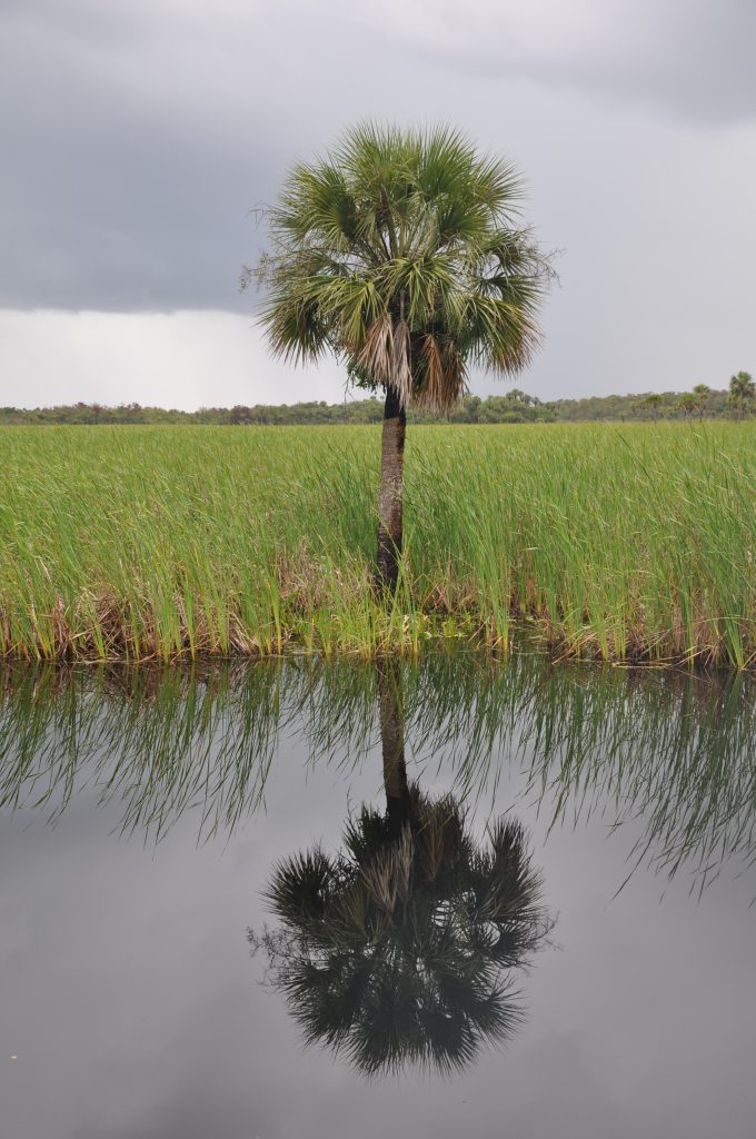 Florida's Fab Five: Plants - UF/IFAS Extension Manatee County