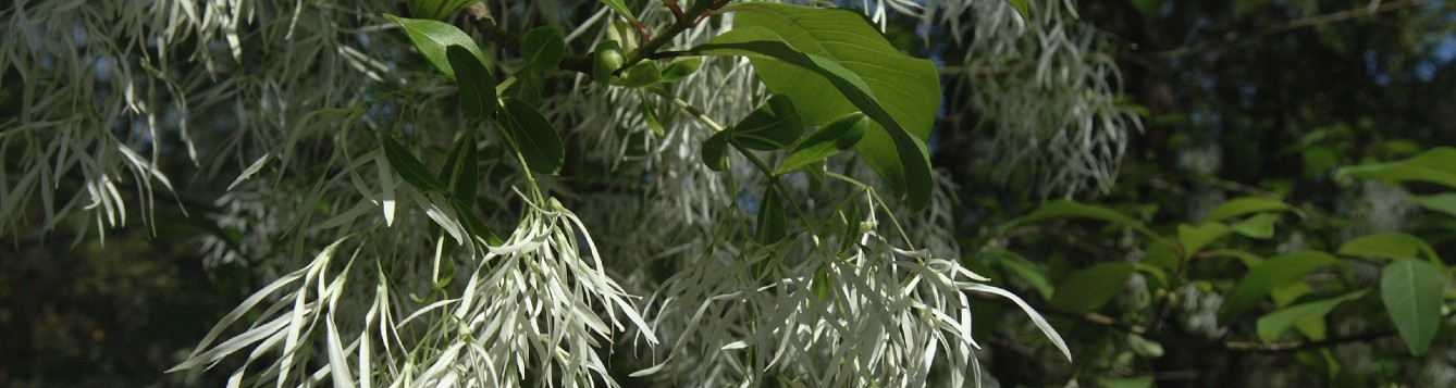 From Soil to Sky: Leaves and Branches - UF/IFAS Extension Manatee County