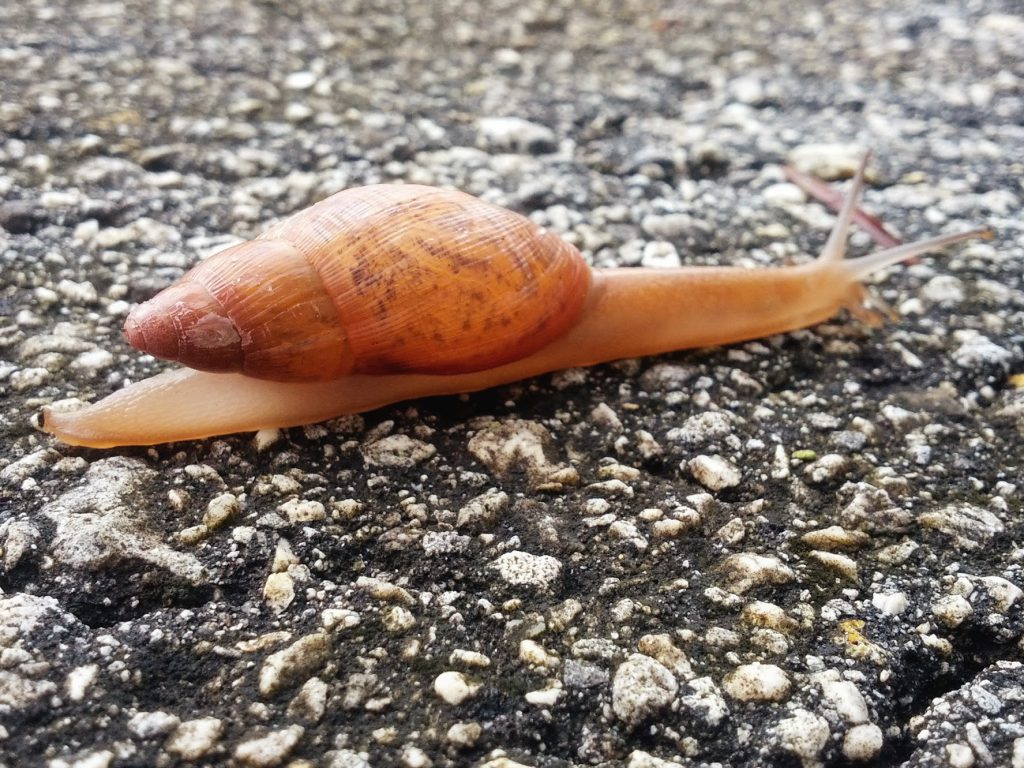 Snails Pace - UF/IFAS Extension Manatee County