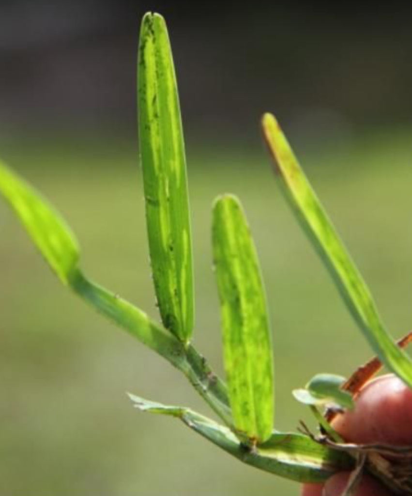 Sugarcane Mosaic Virus Found in New Counties - UF/IFAS Extension ...