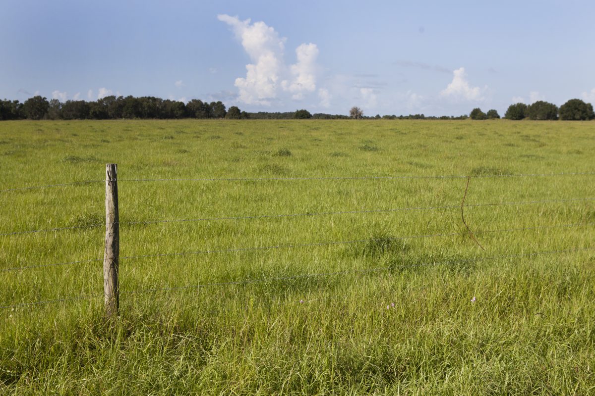 Establishing New Pastures - UF/IFAS Extension Manatee County