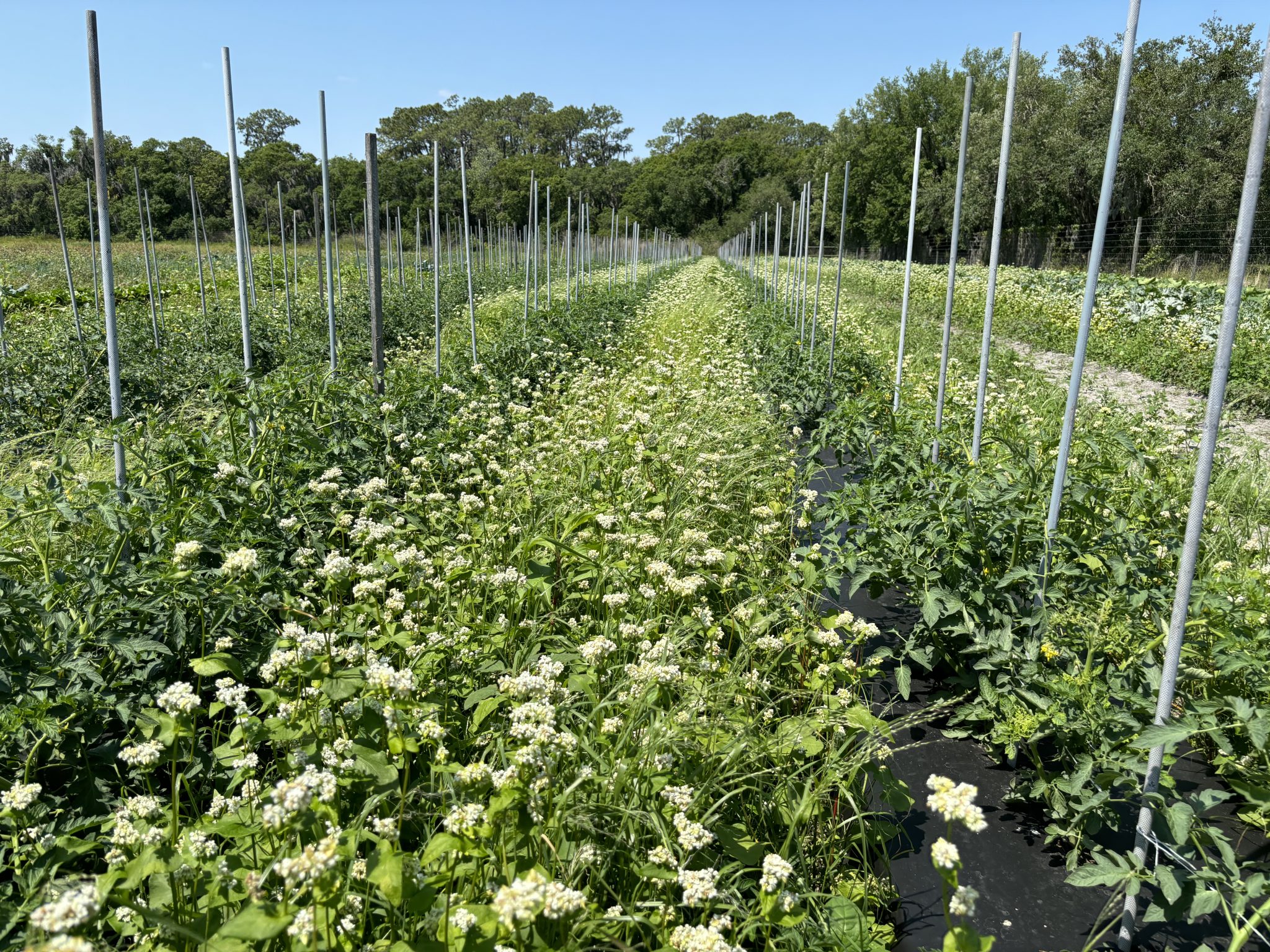 Living Mulch: a Guide for Vegetable Growers - UF/IFAS Extension Manatee ...