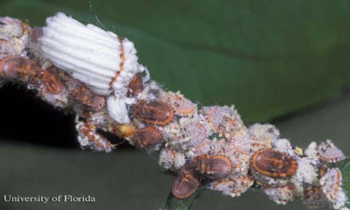 Overwintering Pests: Lady bugs, Stink bugs, Mealy bugs and alike! - UF ...