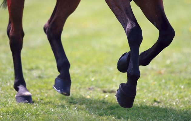 The Importance of Foundation: Equine Feet - UF/IFAS Extension Marion County