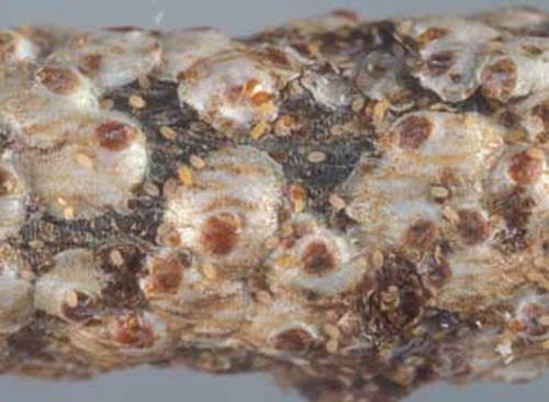 Peach Scale - UF/IFAS Extension Marion County