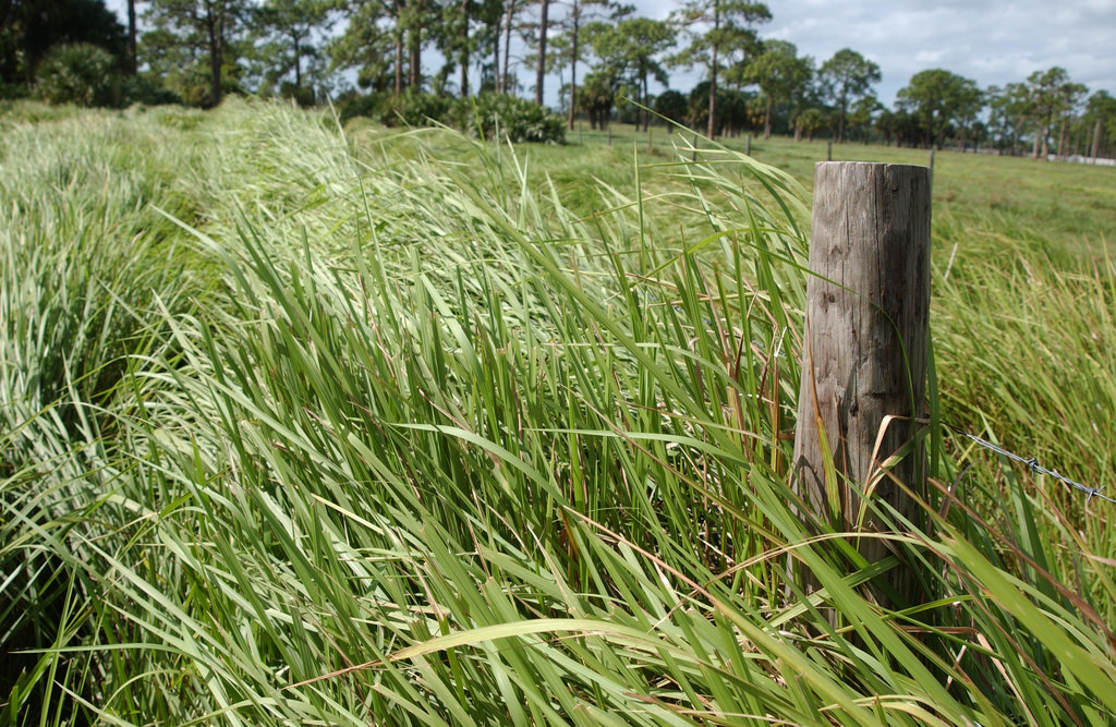 Learn to Control Cogongrass - UF/IFAS Extension Marion County