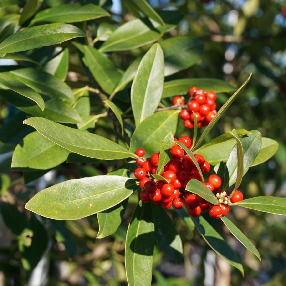 Florida's Useful Hollies - UF/IFAS Extension Marion County