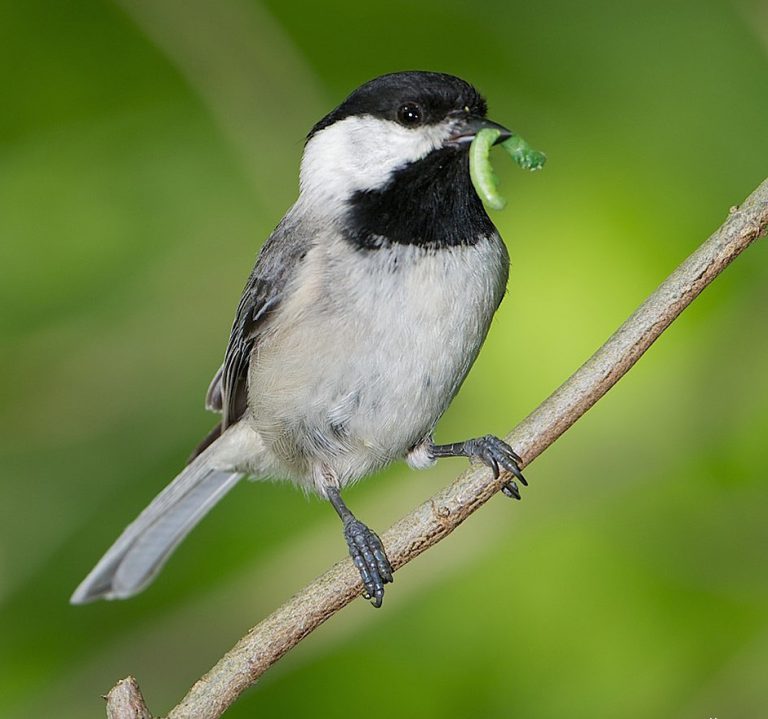 Creating Habitat for Birds in Central Florida - UF/IFAS Extension ...