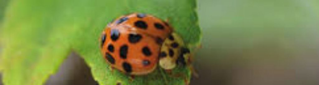 Invasive Species Archives - UF/IFAS Extension Marion County