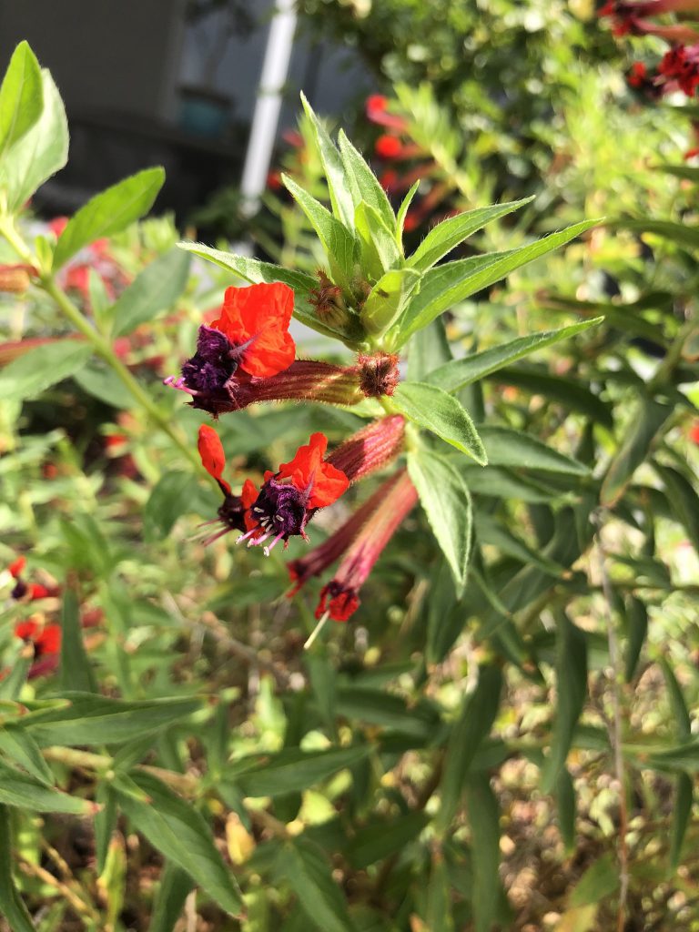 Cigar Flower - UF/IFAS Extension Marion County