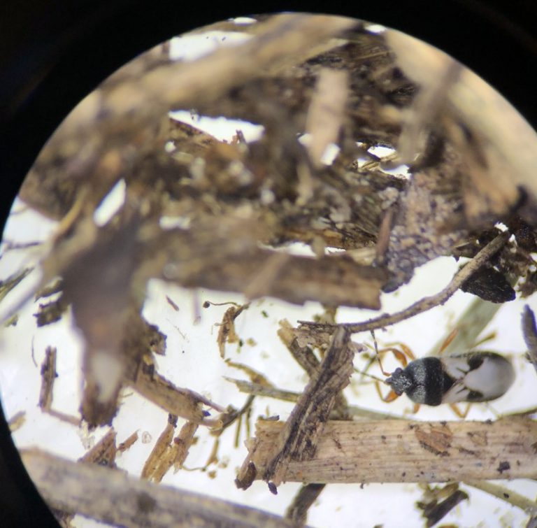 Chinch Bugs in Zoysia - UF/IFAS Extension Marion County