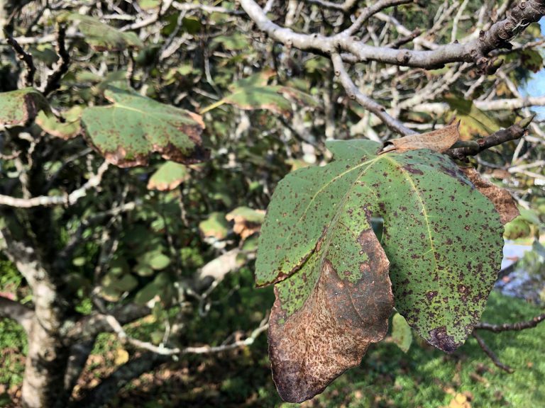 Fig Rust - UF/IFAS Extension Marion County