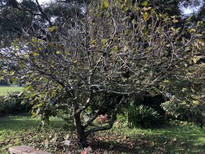 Fig Rust - UF/IFAS Extension Marion County