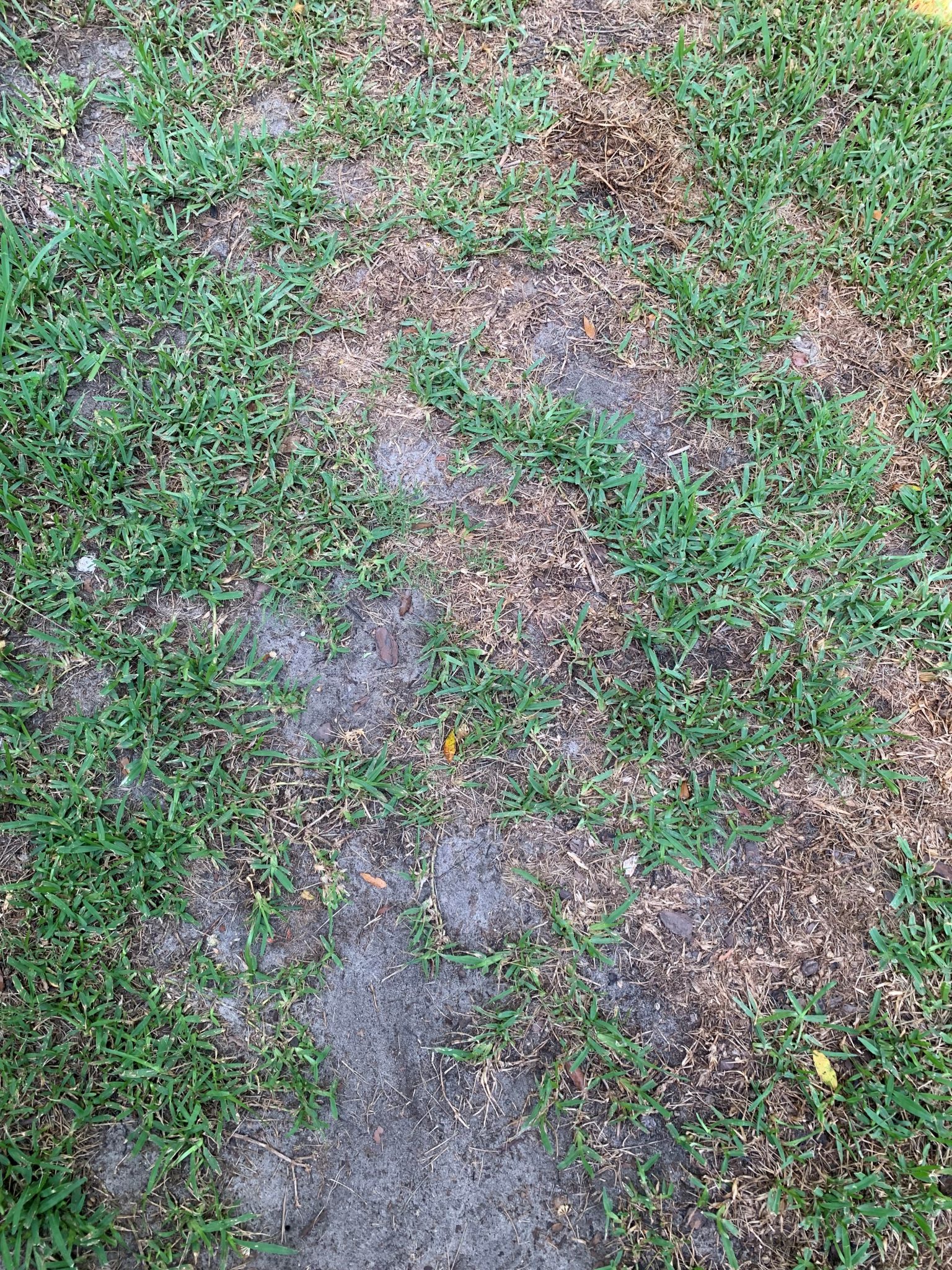 Doveweed: A Pesky Weed that may Destroy Your Lawn - UF/IFAS Extension ...