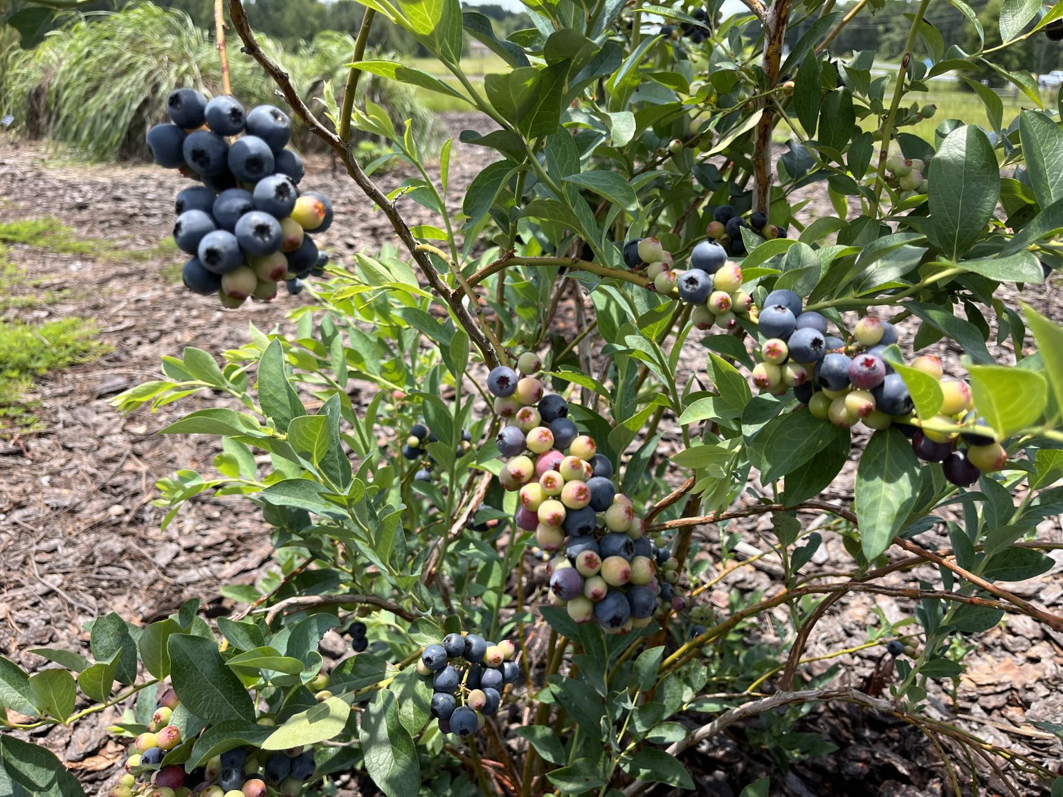 Blueberries for your Edible Ornamental Landscape - UF/IFAS Extension ...