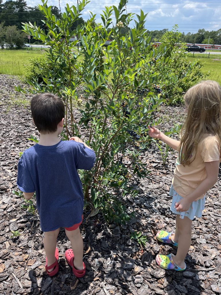 Blueberries for your Edible Ornamental Landscape - UF/IFAS Extension ...