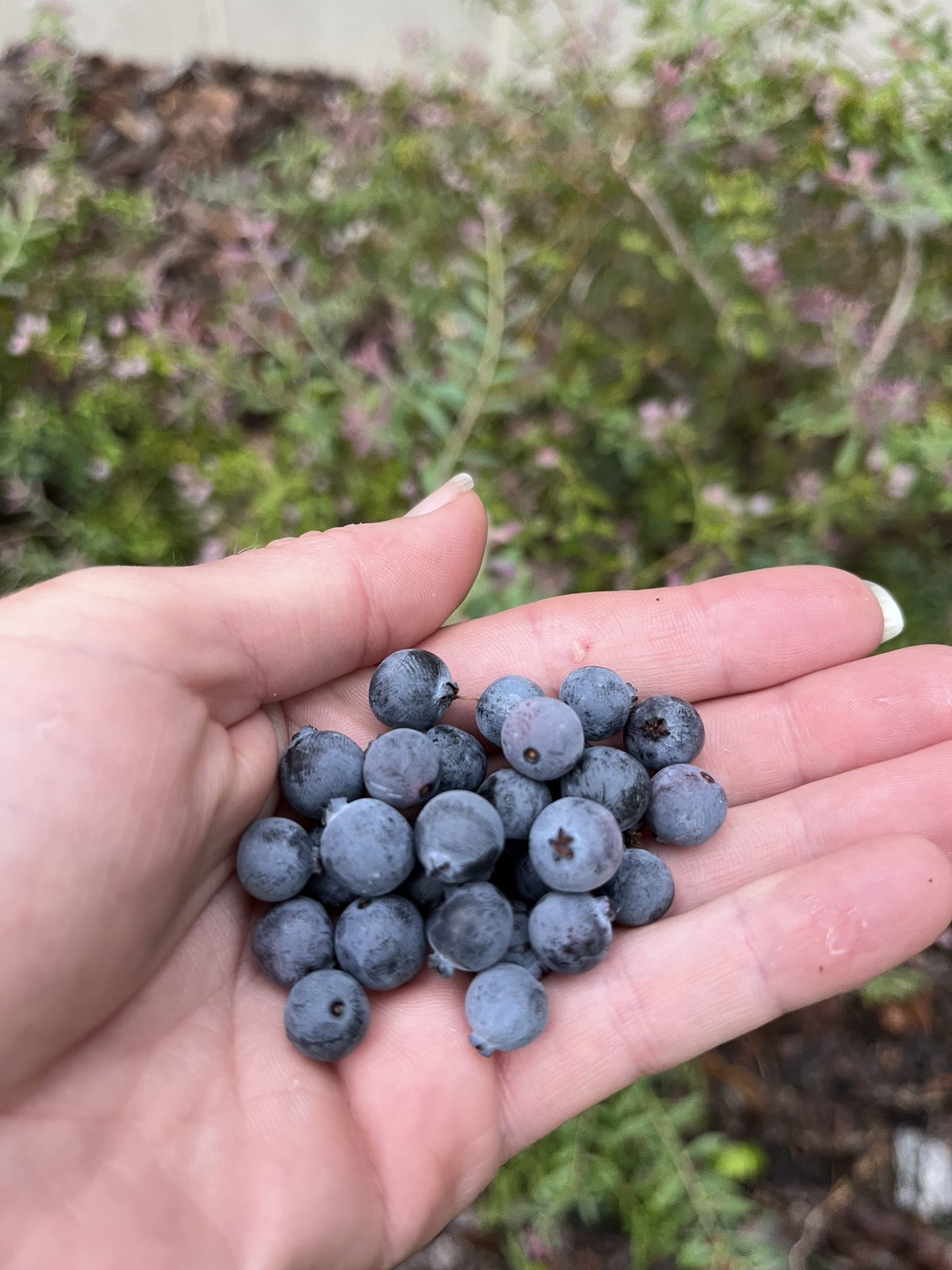 Blueberries for your Edible Ornamental Landscape - UF/IFAS Extension ...