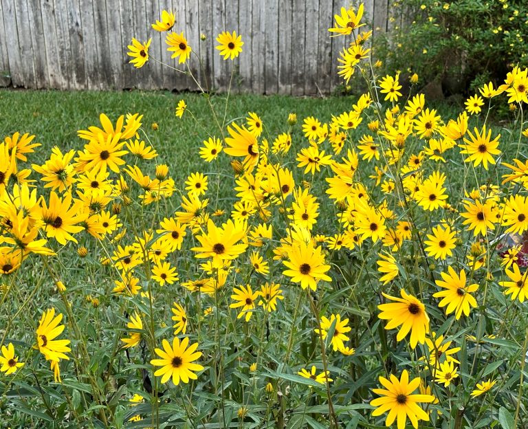 Swamp Sunflowers are Here! - UF/IFAS Extension Marion County