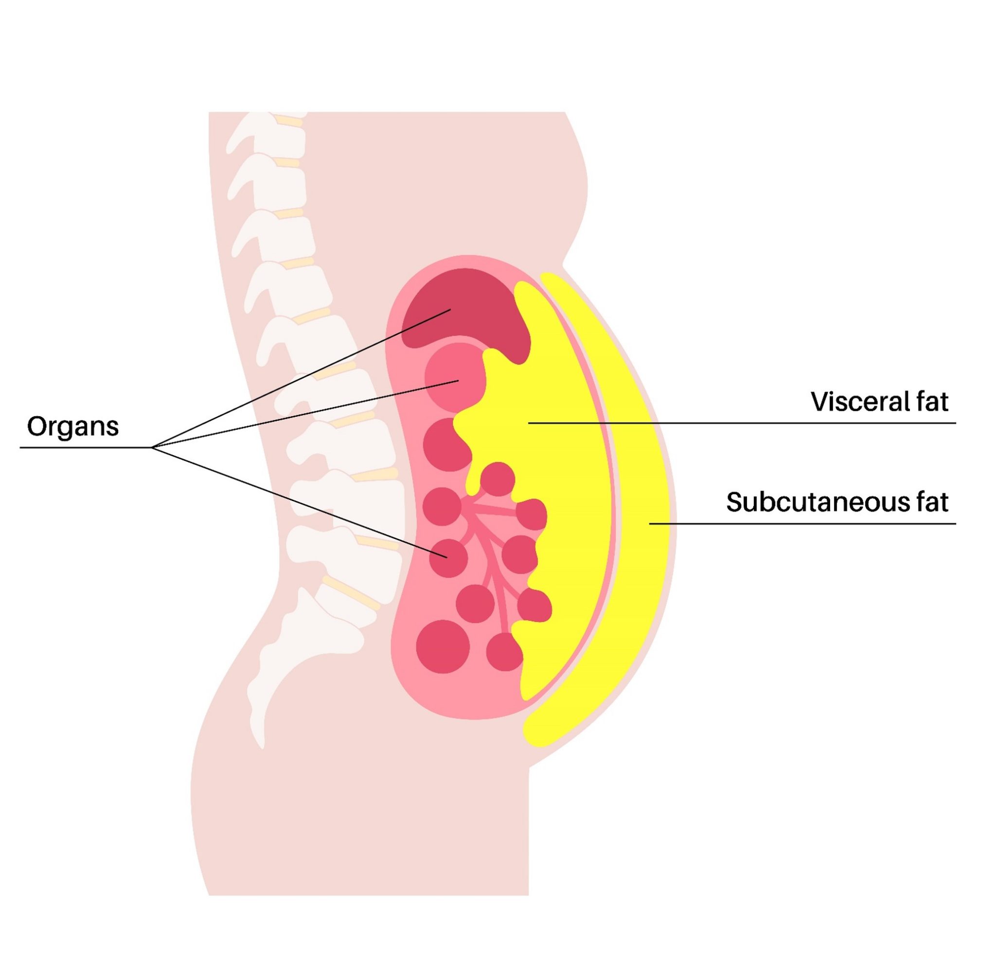 What is Insulin Resistance and How to Reverse It? - UF/IFAS Extension Marion County