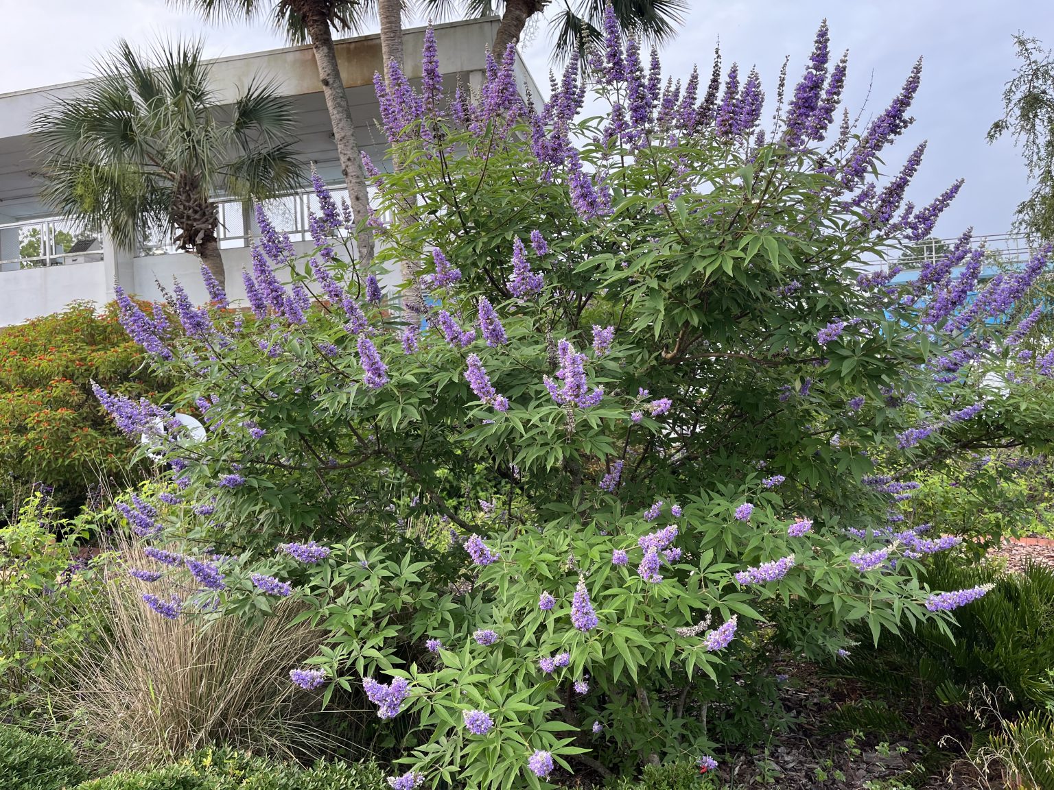 Small Flowering Trees for your FL Yard - UF/IFAS Extension Marion County