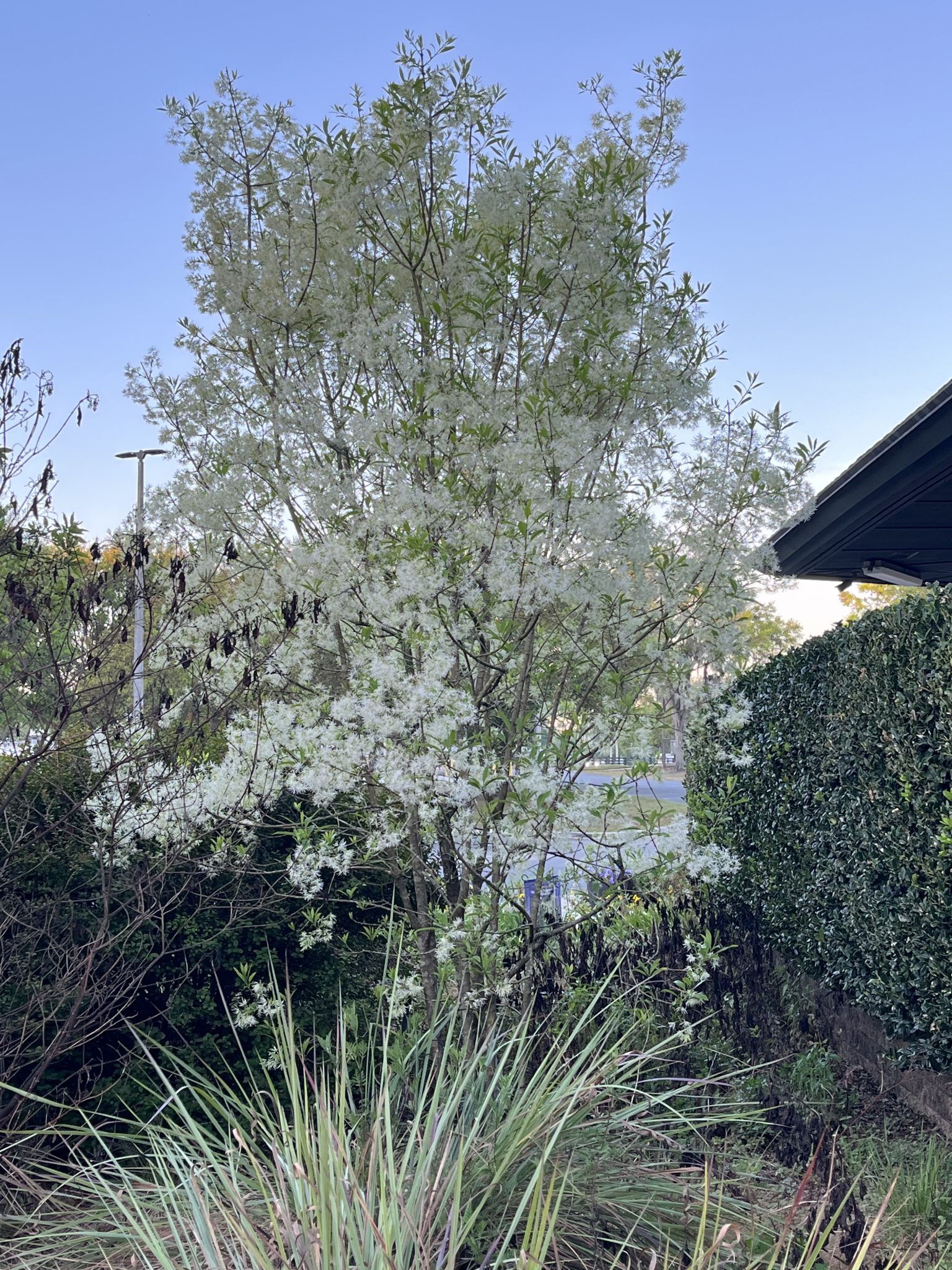 Small Flowering Trees for your FL Yard - UF/IFAS Extension Marion County