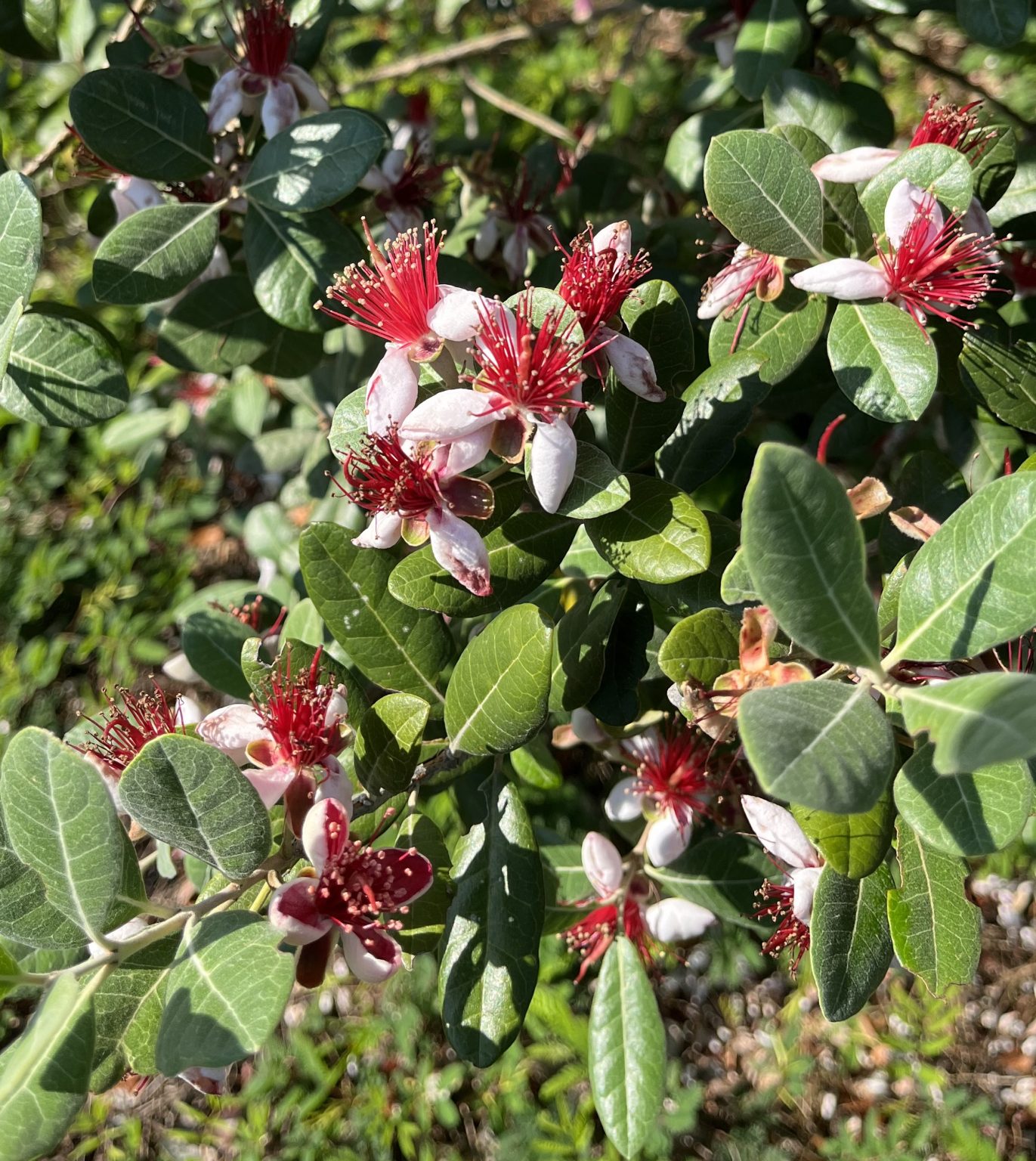 Small Flowering Trees for your FL Yard - UF/IFAS Extension Marion County