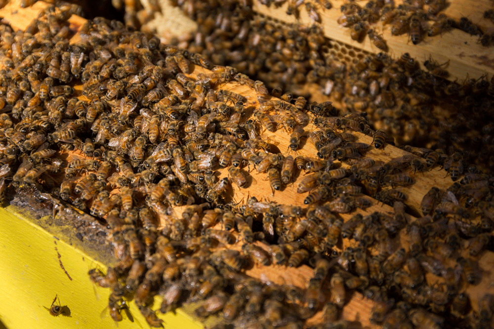 At Home with Honey Bees - UF/IFAS Extension Martin County