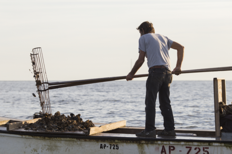 Florida Seafood at Your Fingertips LIVE! Oysters on the Half Shell - UF ...