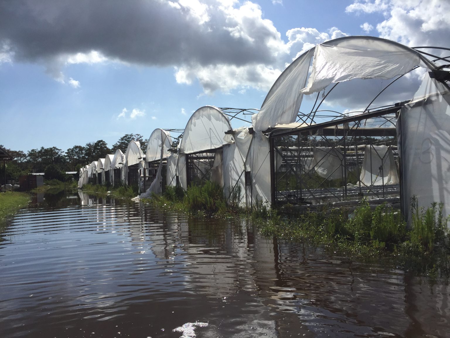 Storm Resiliency for Florida Greenhouse Producers, Part 2: Severe ...