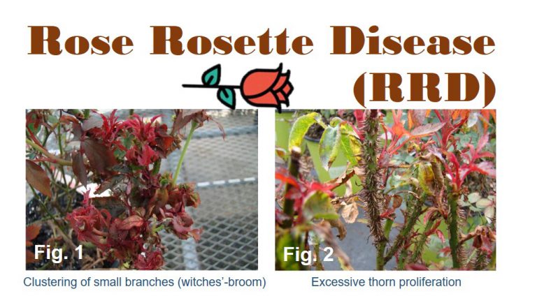 Rose Rosette Disease: What is it? - UF/IFAS Extension Miami-Dade County