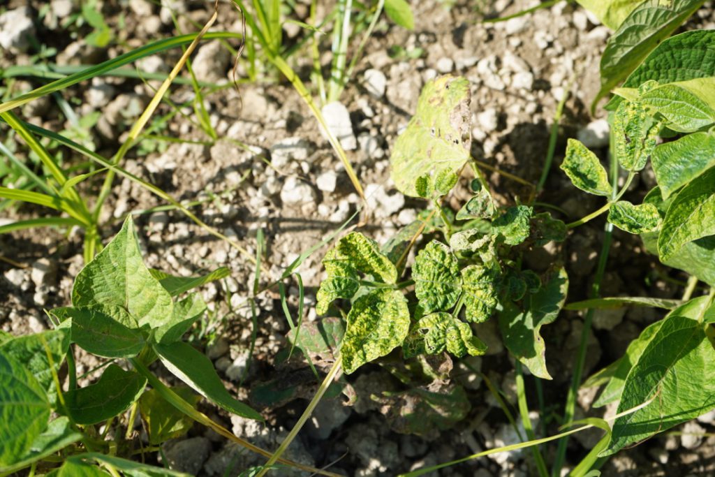 Bean Red Node Disease Threatening Vegetable Industry in Miami-Dade - UF ...