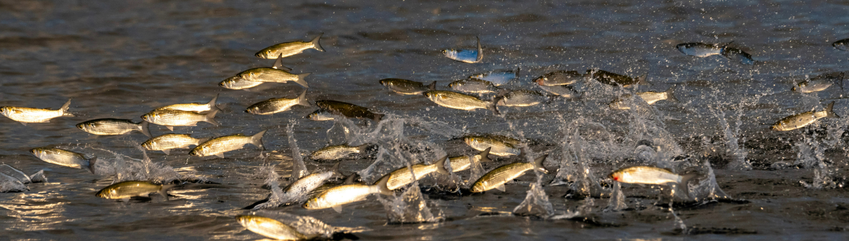 The mighty mullet! Not just a popular hairstyle in the 1980’s. - UF ...