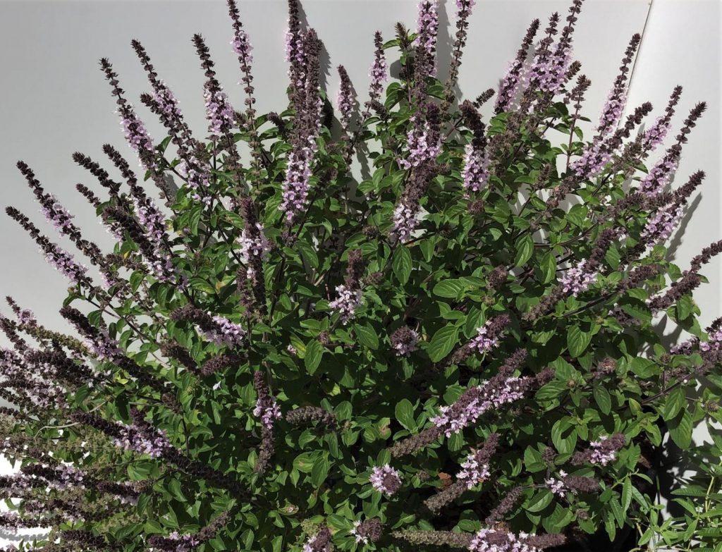 Florida-Friendly Landscaping in Moderate Drought Conditions - UF/IFAS ...