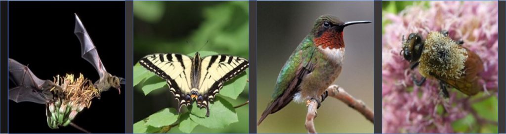 Celebrate Pollinators! - UF/IFAS Extension Miami-Dade County