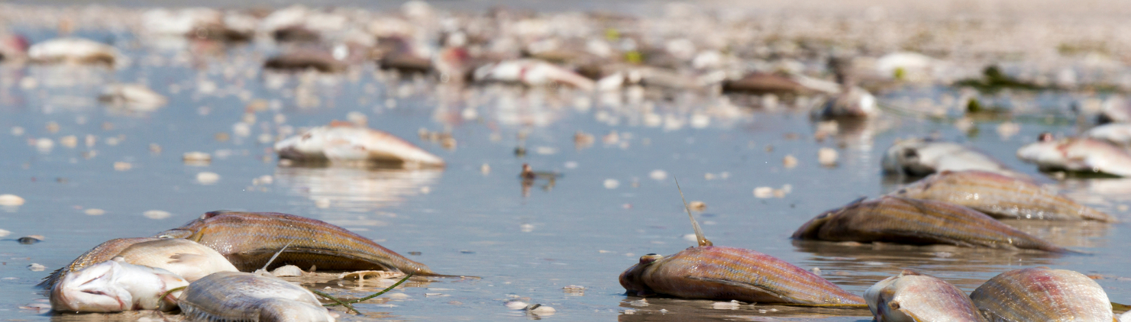 Fish Kills and Strandings in Biscayne Bay - UF/IFAS Extension Miami ...