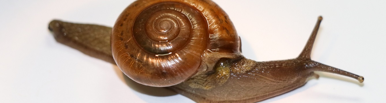 A new snail in South Florida: the horntail snail - UF/IFAS Extension ...