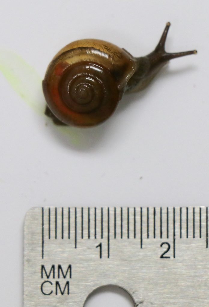 A new snail in South Florida: the horntail snail - UF/IFAS Extension ...