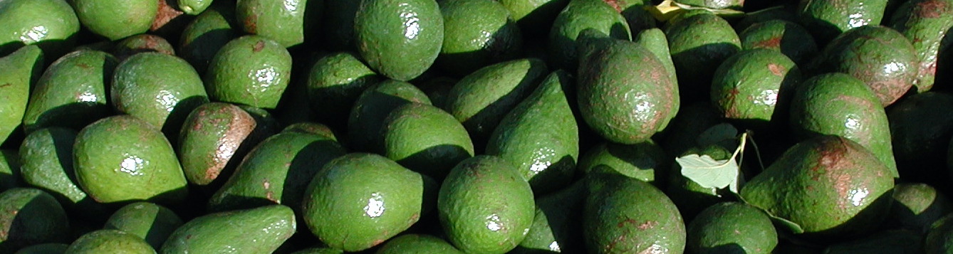 Tropical Fruit-Avocado - UF/IFAS Extension Miami-Dade County