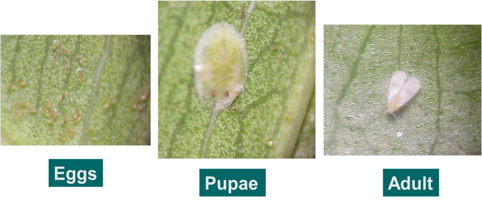 Do You Remember the Ficus Whitefly? - UF/IFAS Extension Miami-Dade County