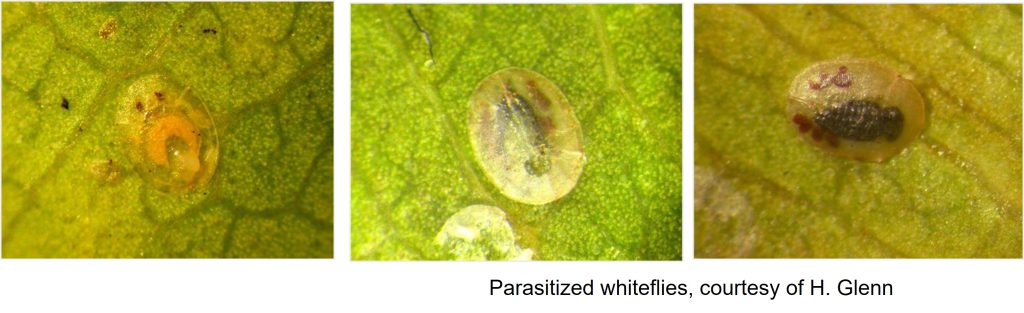 Do You Remember the Ficus Whitefly? - UF/IFAS Extension Miami-Dade County