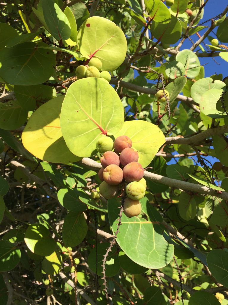 The all-mighty sea grape - UF/IFAS Extension Miami-Dade County