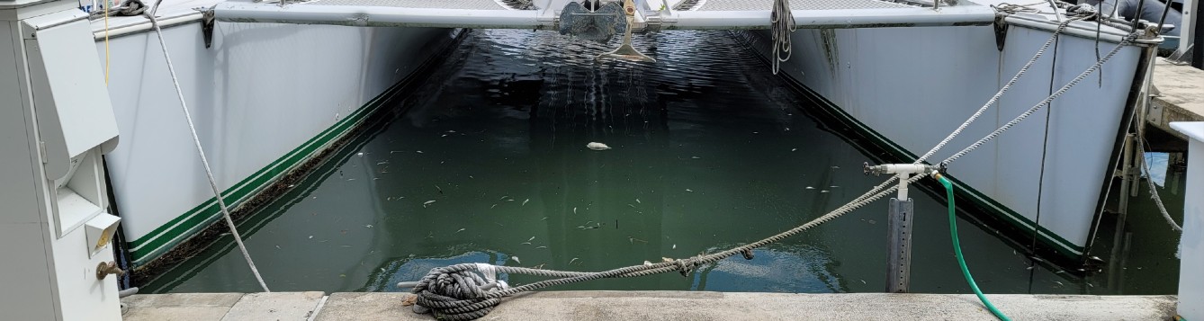 October 2022 Biscayne Bay fish kill - UF/IFAS Extension Miami-Dade County