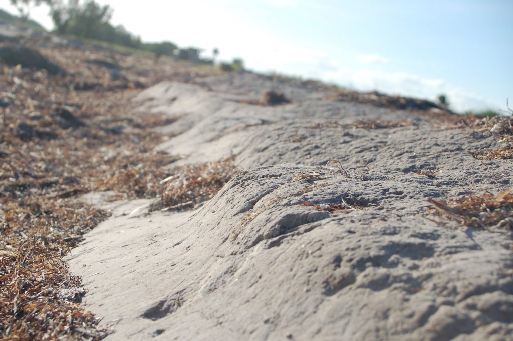 South Florida Soils - UF/IFAS Extension Miami-Dade County