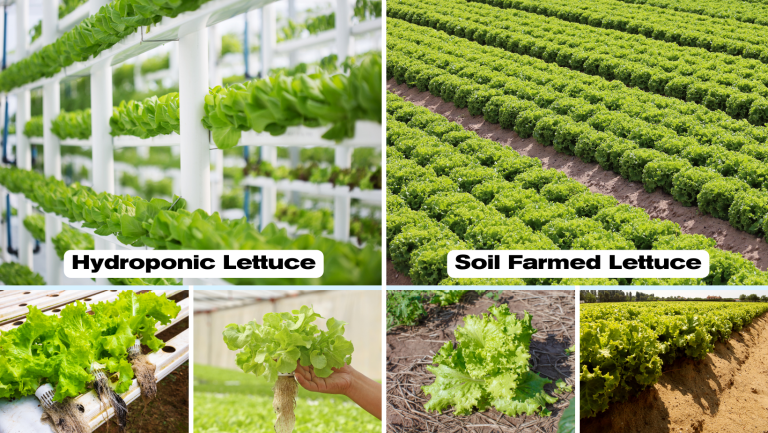 Unearthing the Benefits of Hydroponic Lettuce - UF/IFAS Extension Miami ...