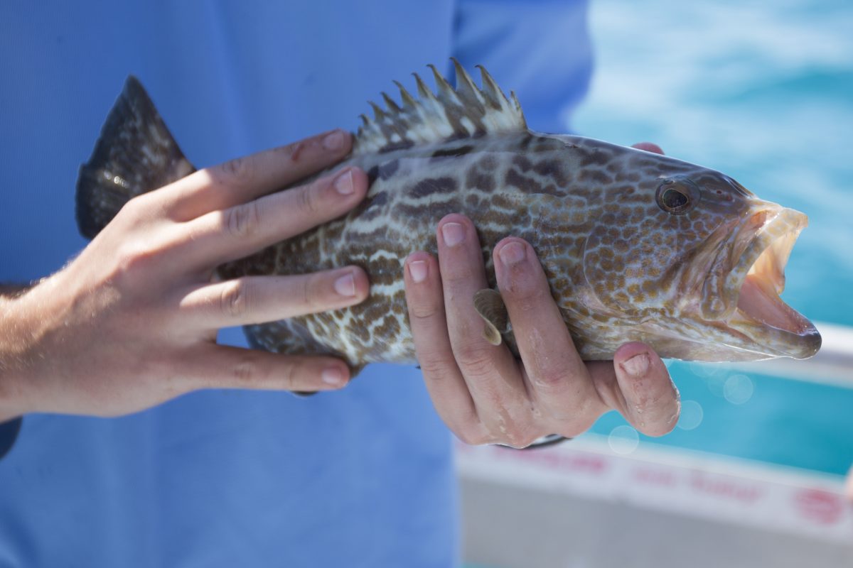 Do fish feel pain? - UF/IFAS Extension Miami-Dade County