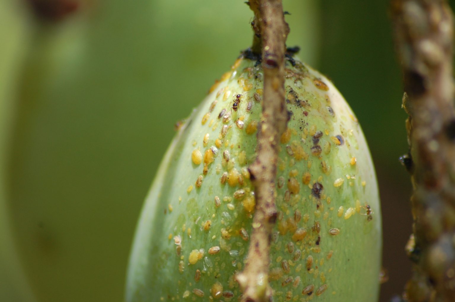 Common Fruit Tree Problems and Solutions - UF/IFAS Extension Miami-Dade County