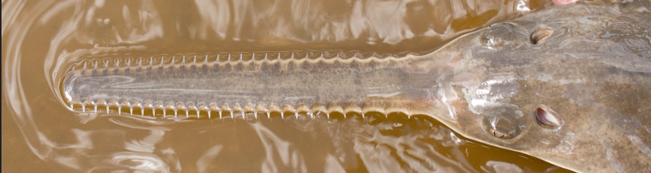 Spinning, swirling sawfish—oh my. But why? - UF/IFAS Extension Miami ...
