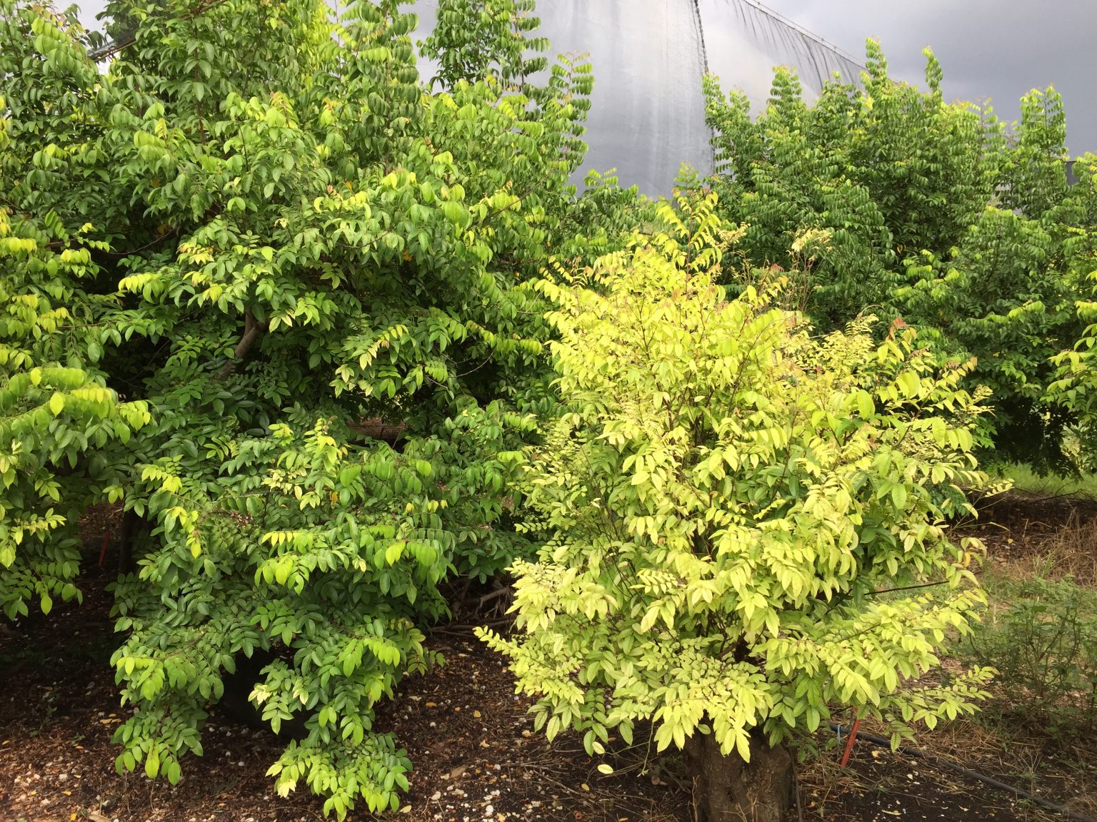 Fertilizing Fruit Trees - UF/IFAS Extension Miami-Dade County